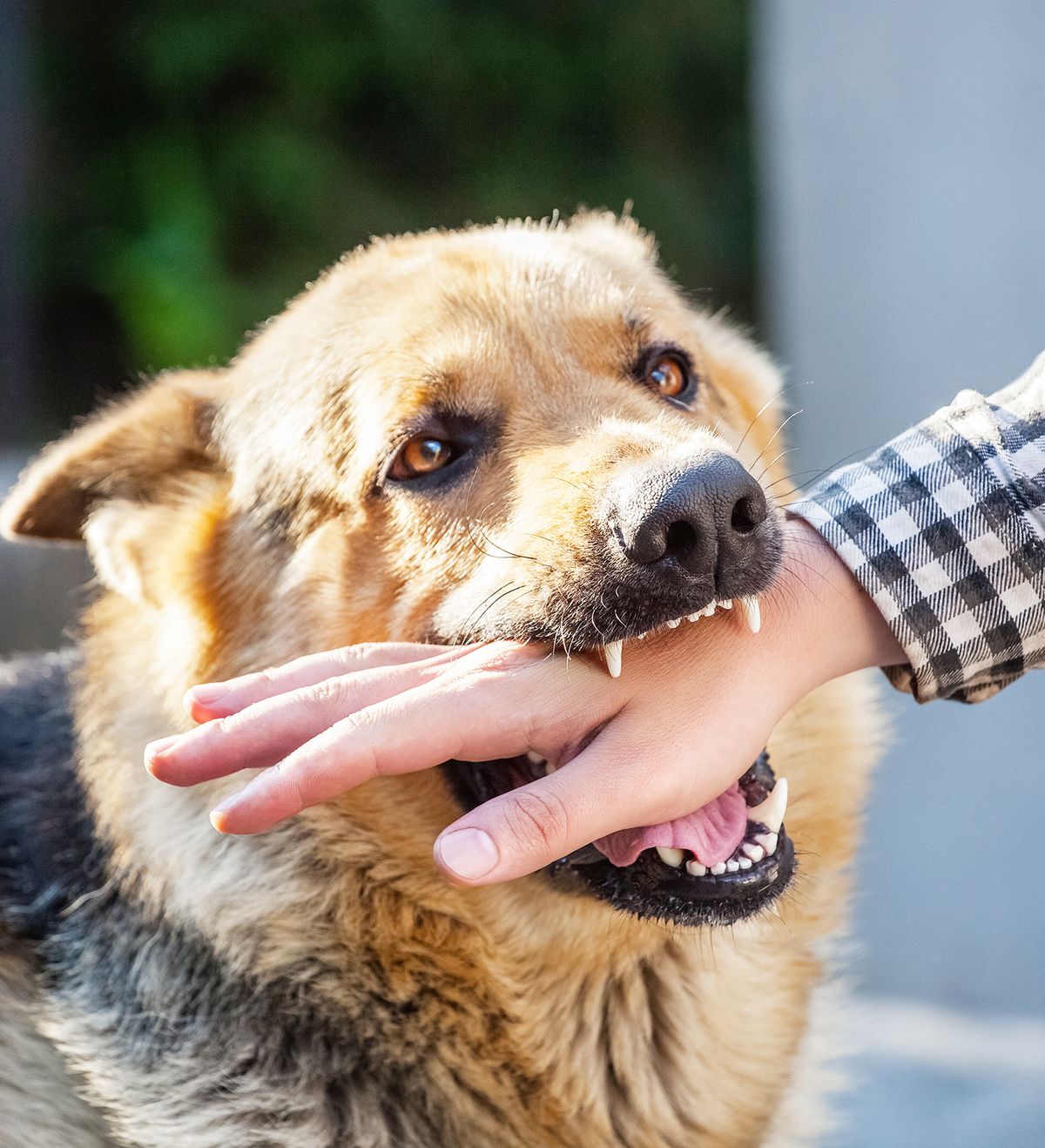 PET TALK: Preventing Animal Bites: A pet owner’s guide to safety