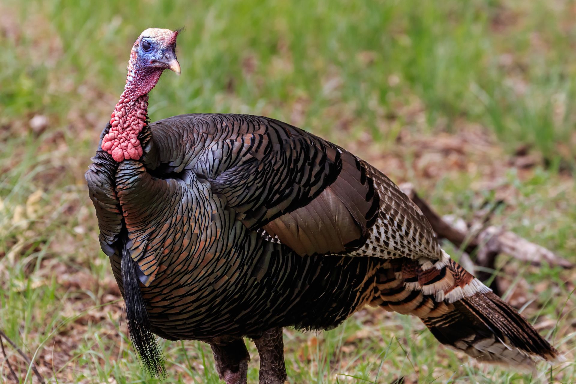 Apply for an Arkansas public land turkey hunting permit by Feb. 15
