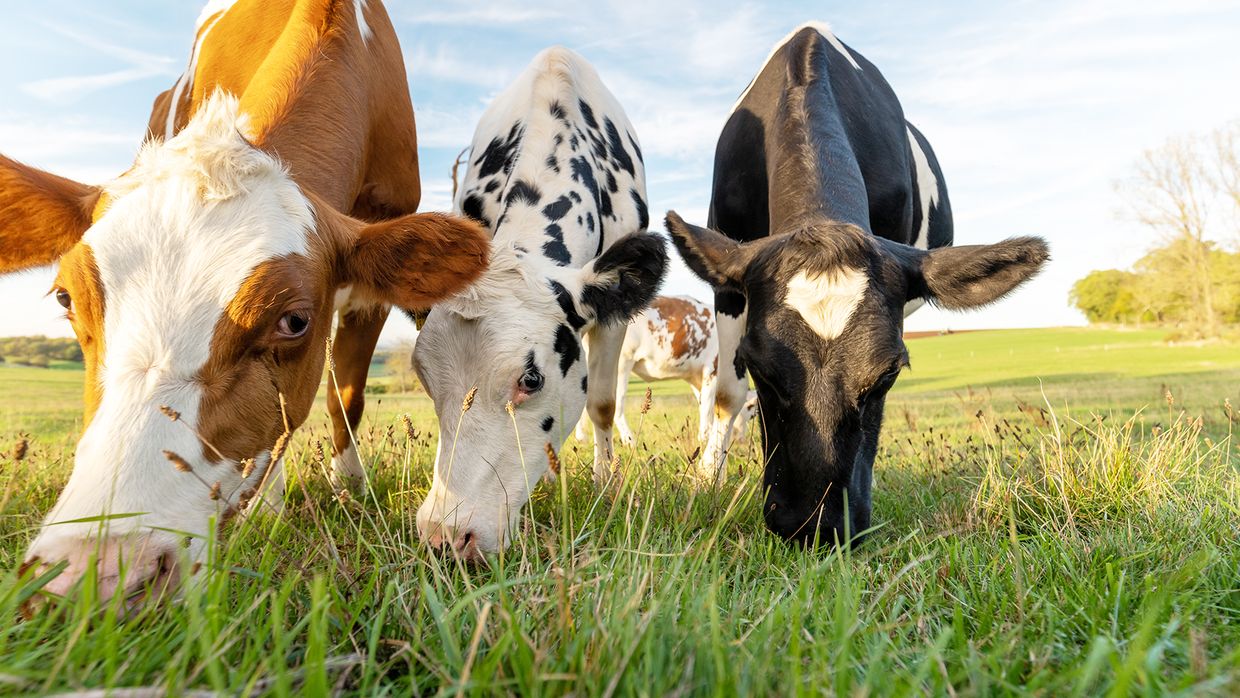 Watch your herd for acorn poisoning