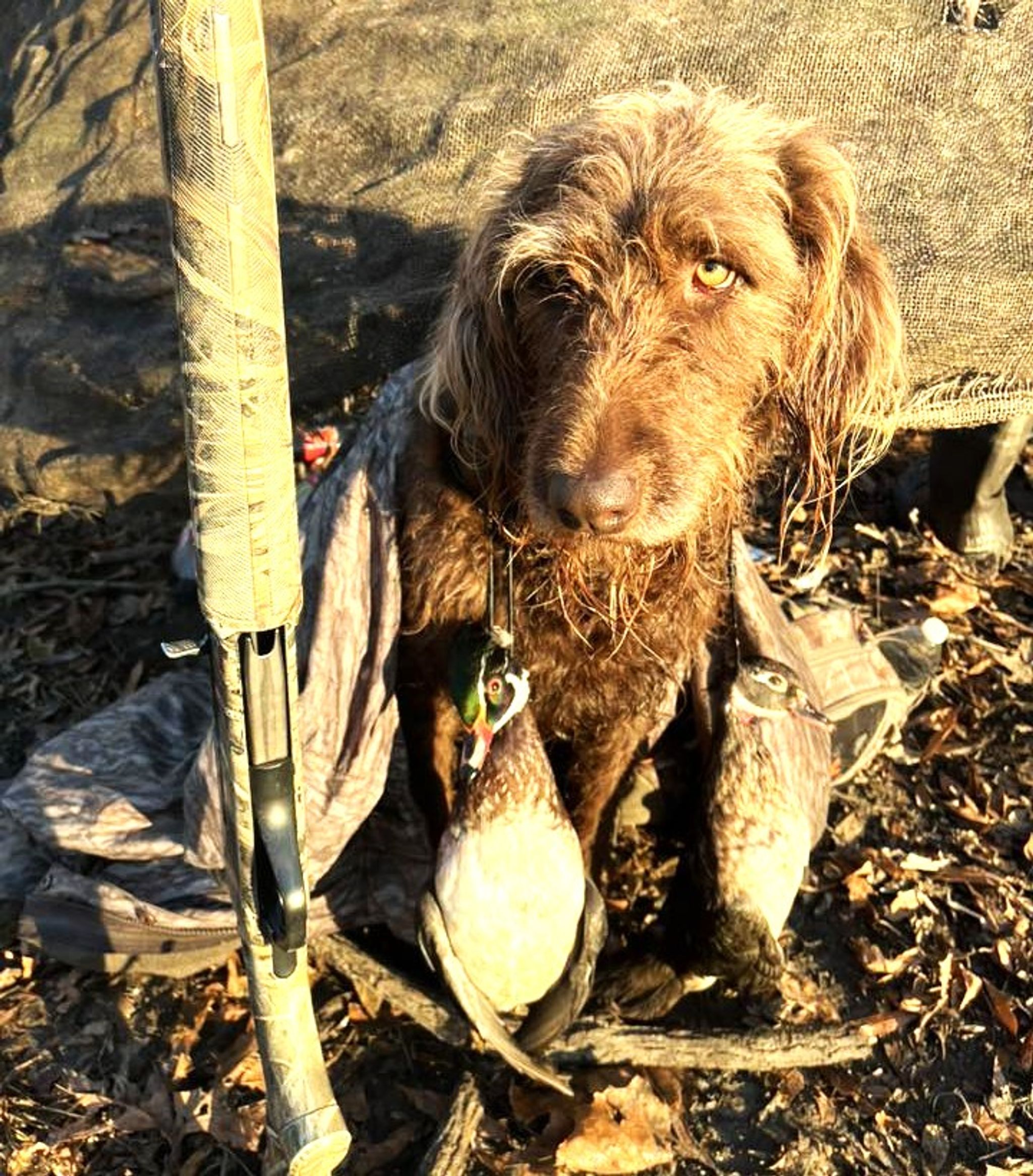 Last day of duck season
