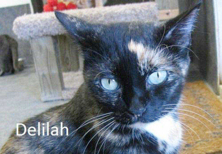 "Delilah"
