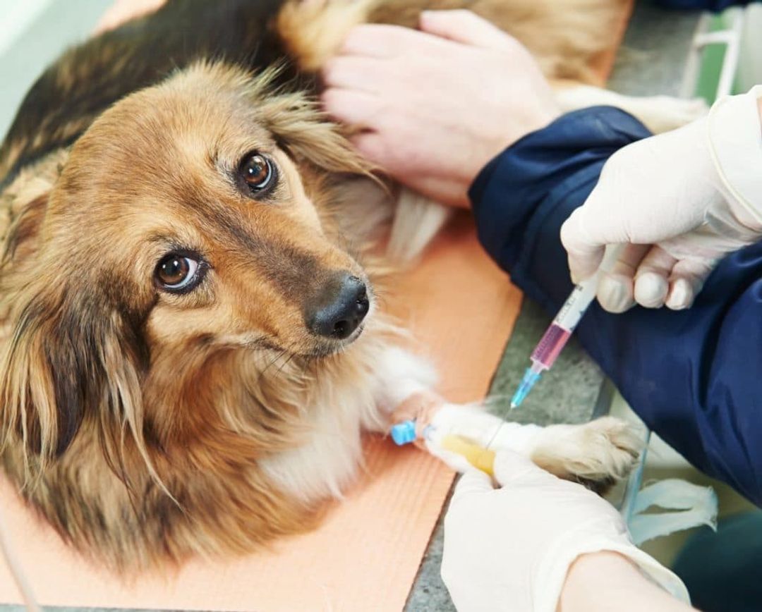 PET TALK: Why early lab work matters more than you think