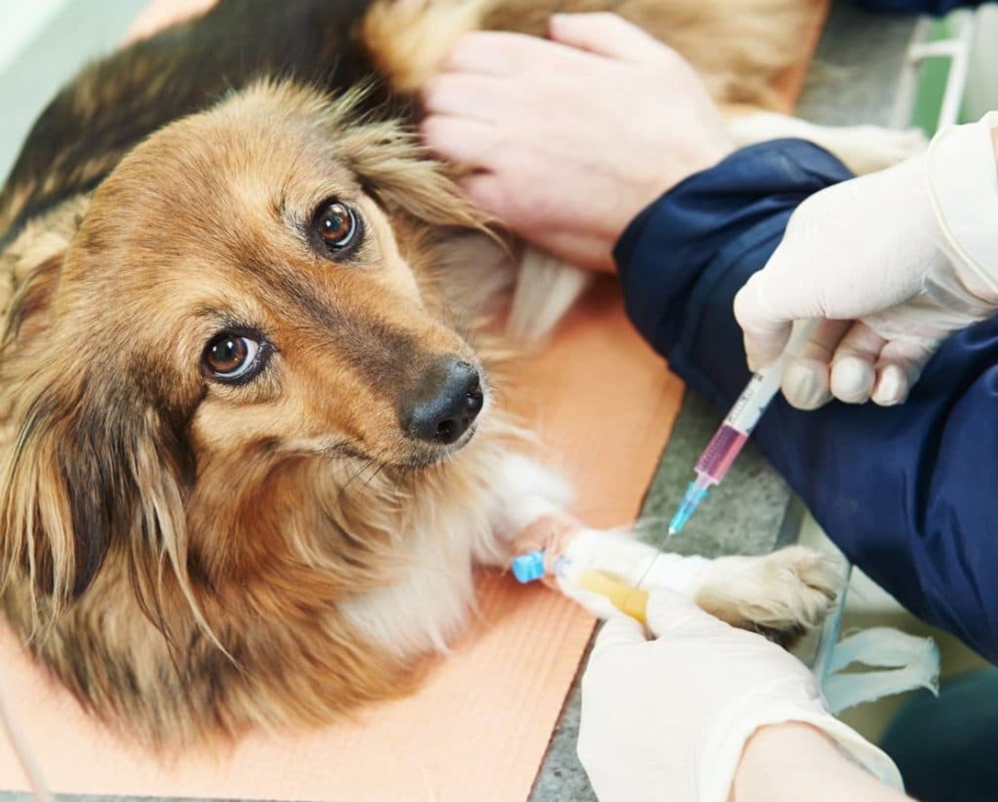 PET TALK: Why early lab work matters more than you think