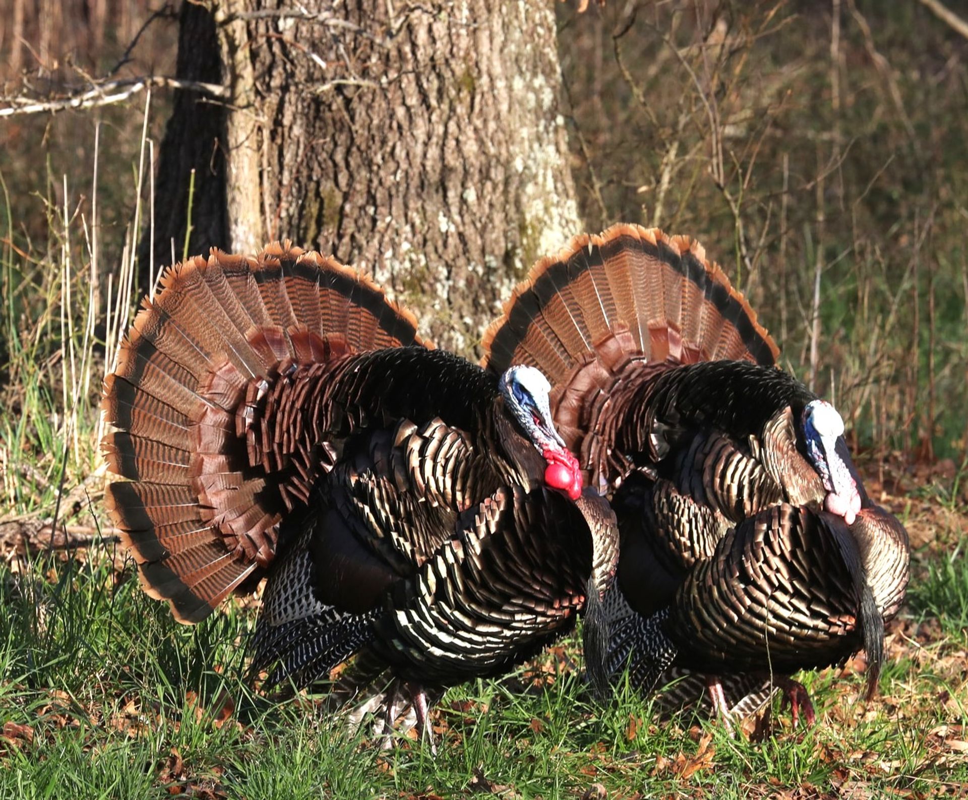 Turkey season is only a few weeks away