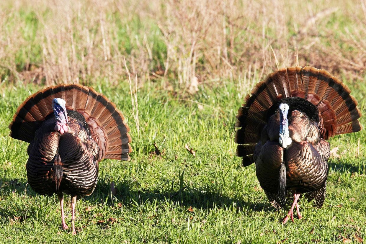 Apply for an Arkansas public land turkey hunting permit by F...