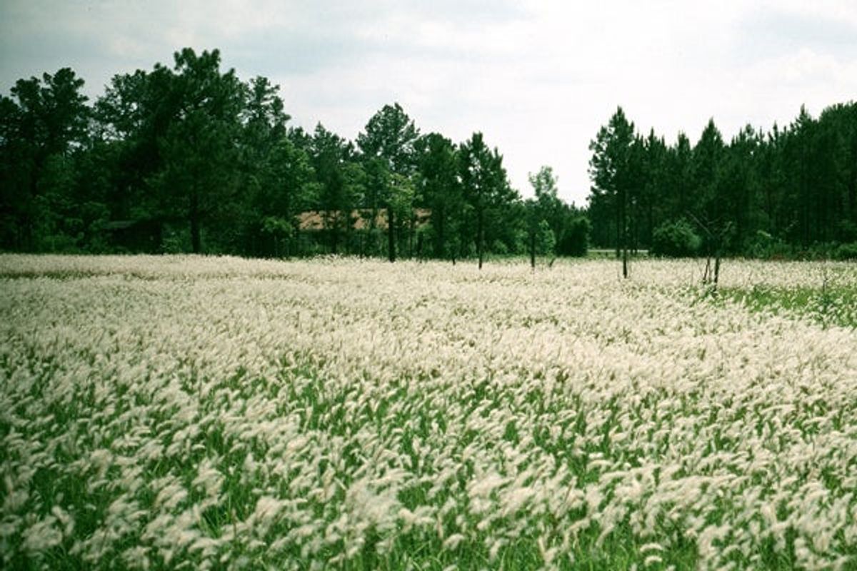 Be on the lookout for Cogongrass