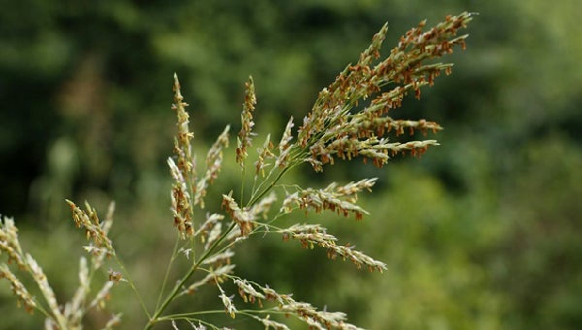 County crews battle Johnson Grass