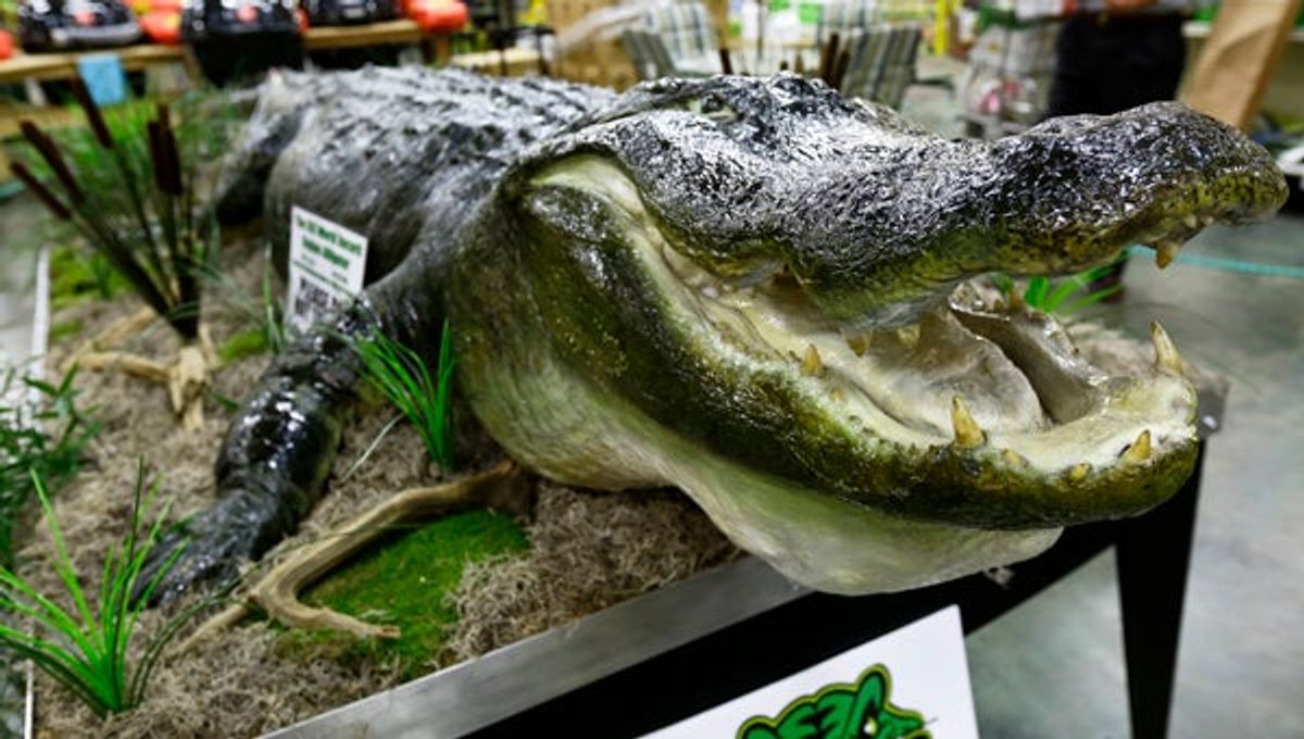 Deadline approaches for alligator hunting tags