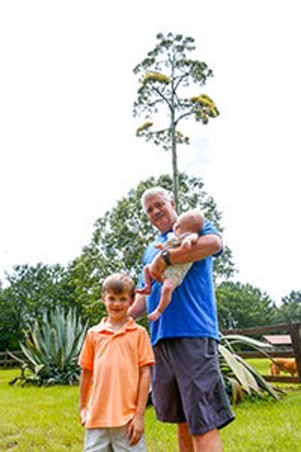 "Century cactus" blooms after decades of waiting