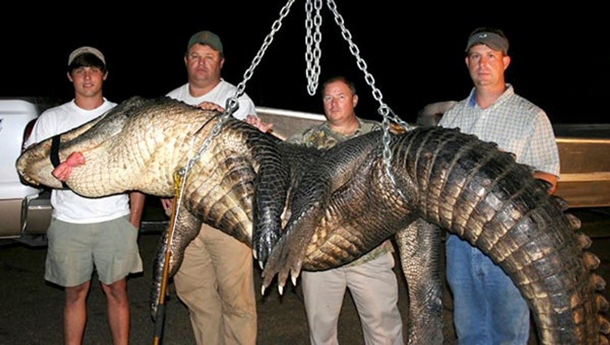 Record-breaking alligator on display for the month