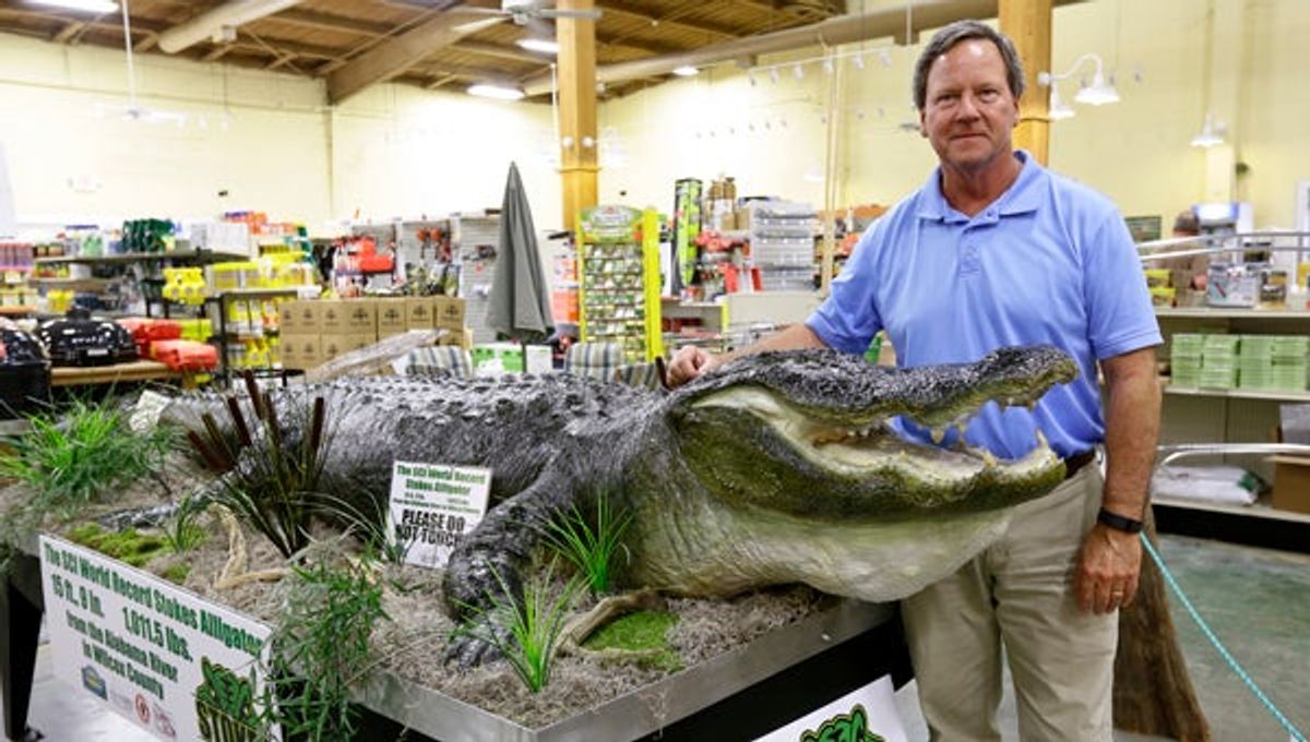 Stokes' world-record alligator on display at co-op
