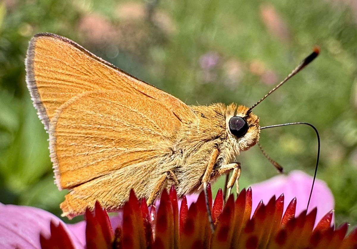 Through the Woods: Capturing the least skipper, a shy relati...