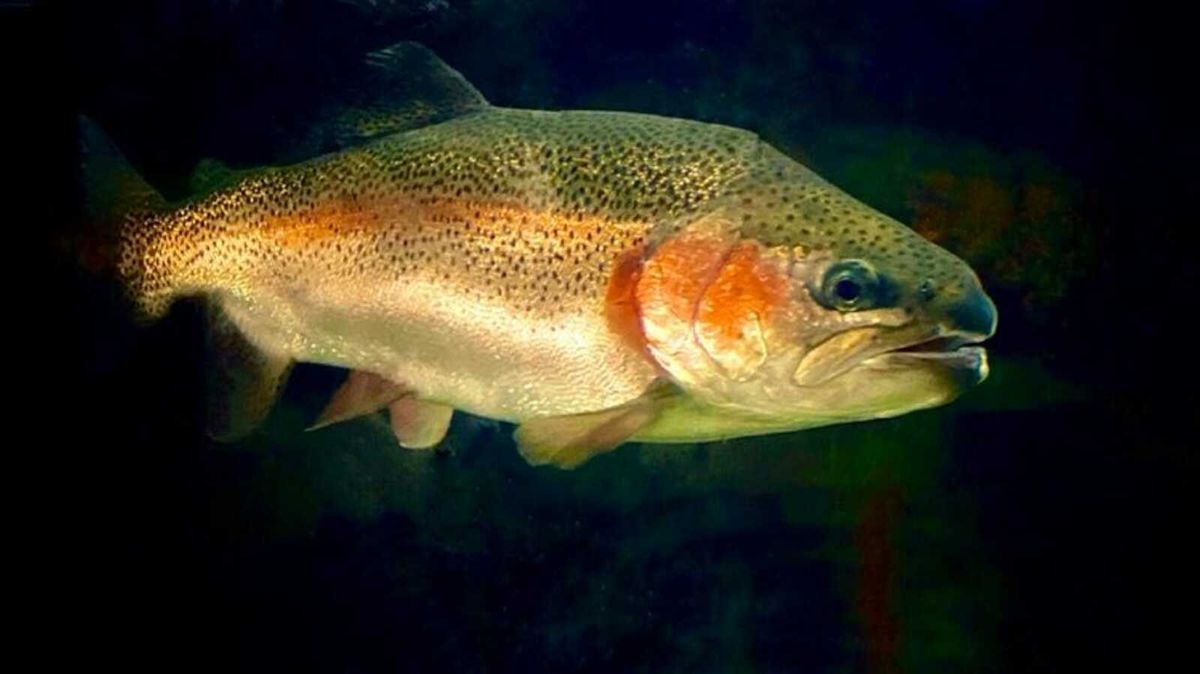 A Missouri rainbow