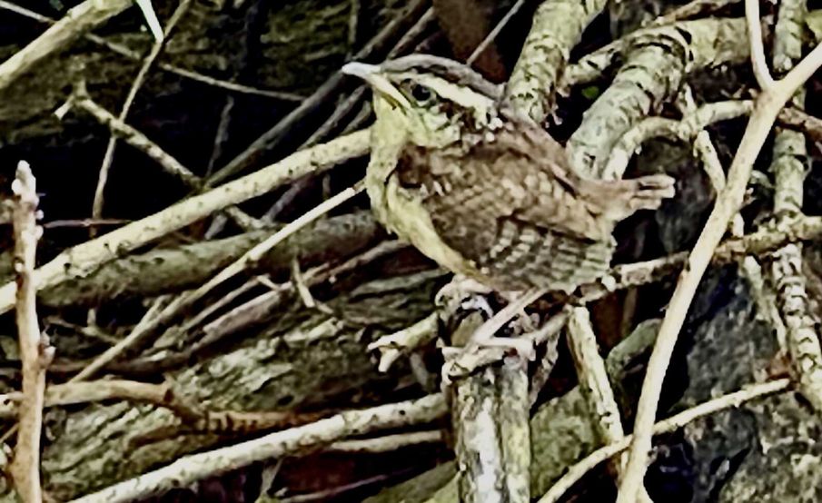Carolina tractor wrens?
