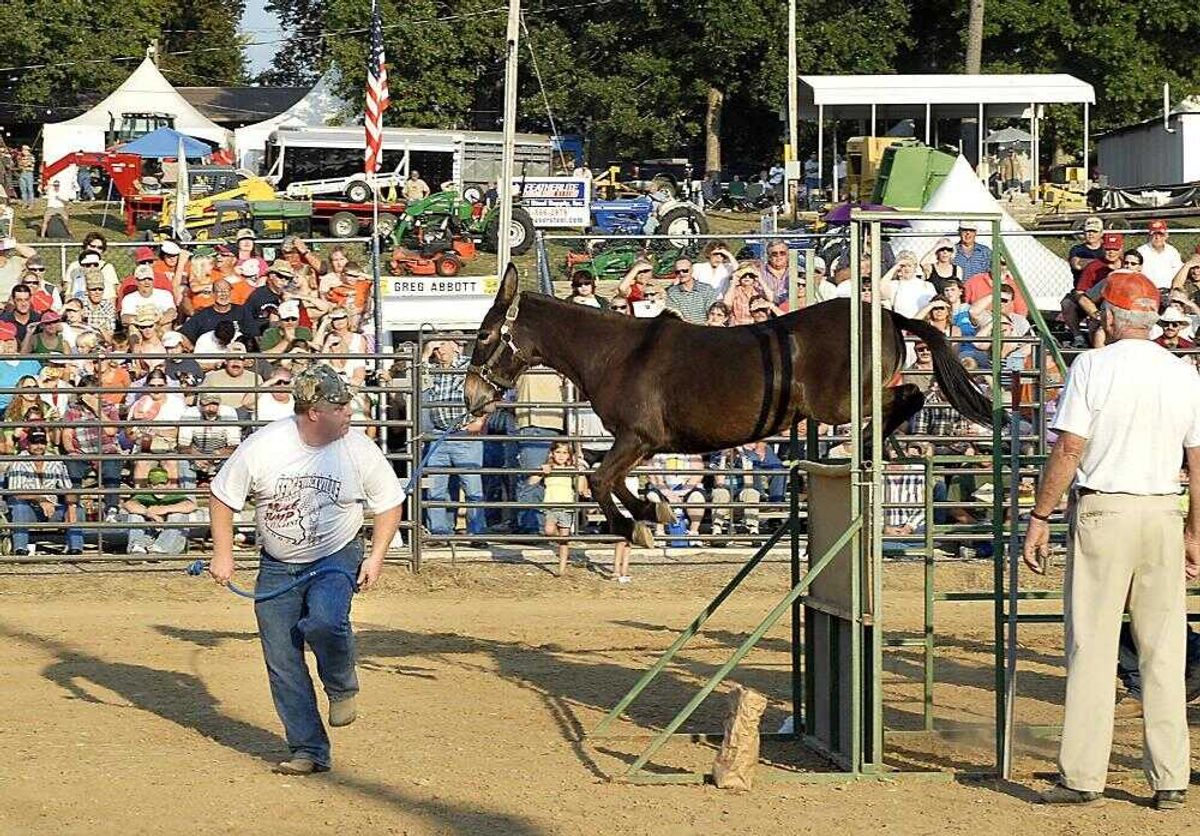 Mule jumping contest draws overflow crowd at fair
