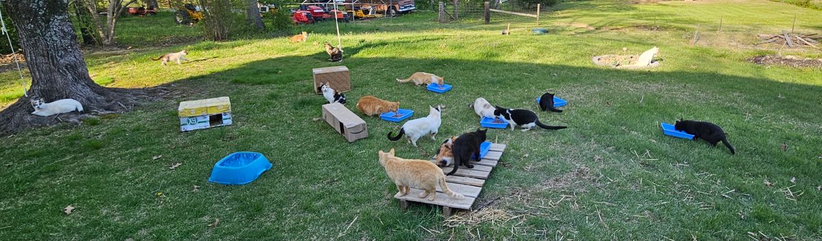 Submitted: TNR helps control cat population