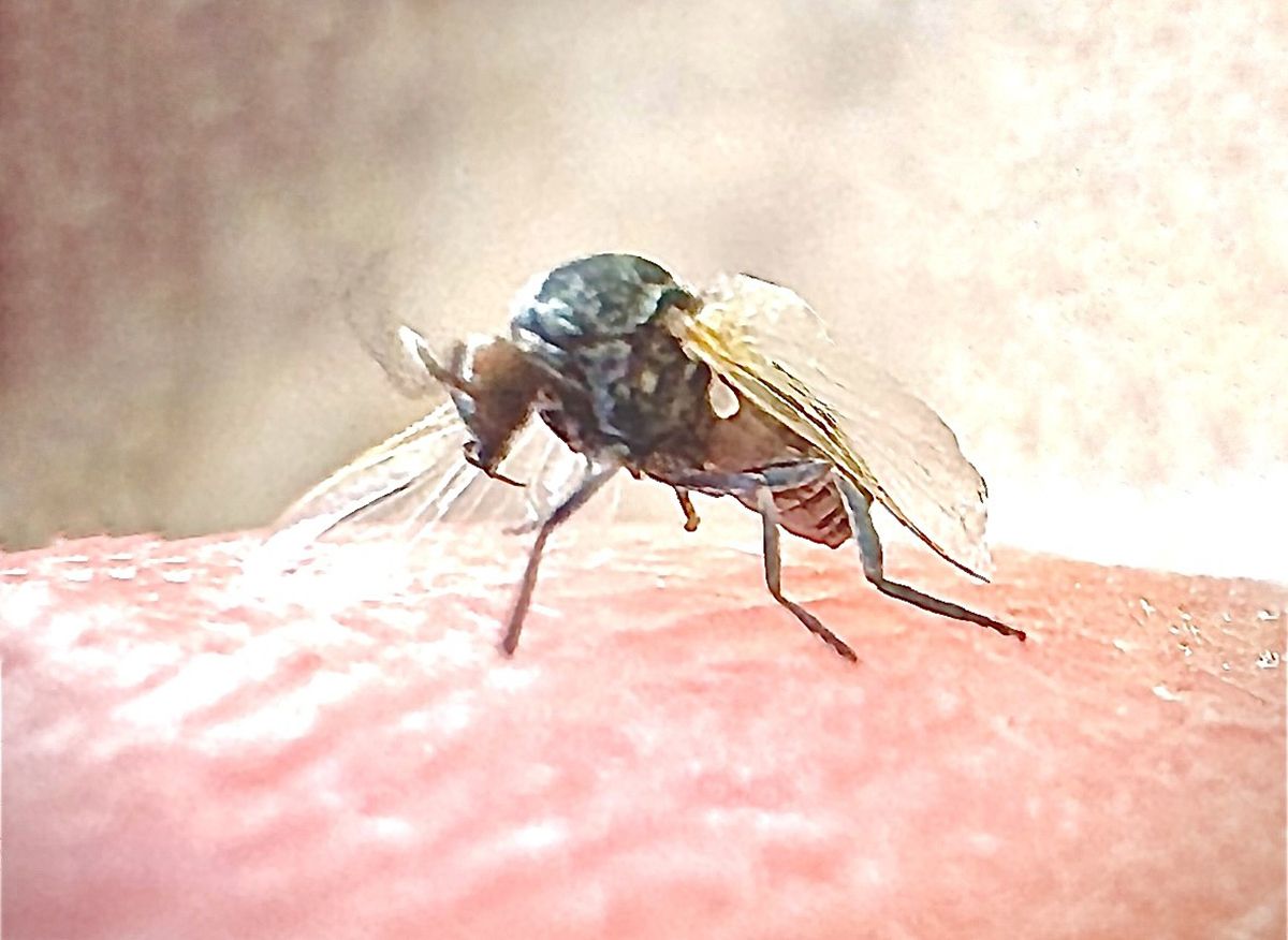 Through the Woods: An infuriating little gnat