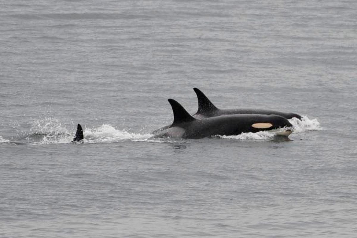 An orca that carried her dead calf for weeks in 2018 is doing so once ...