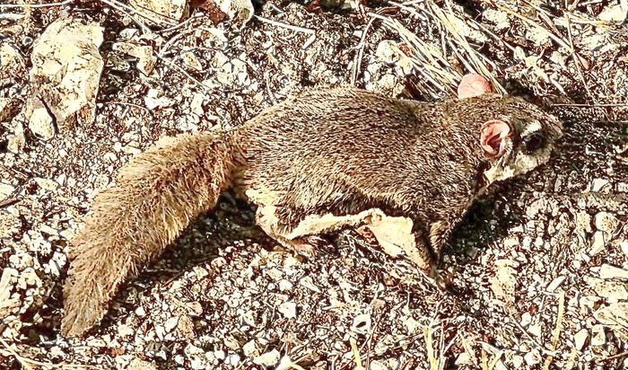 Through the Woods: A flying rodent