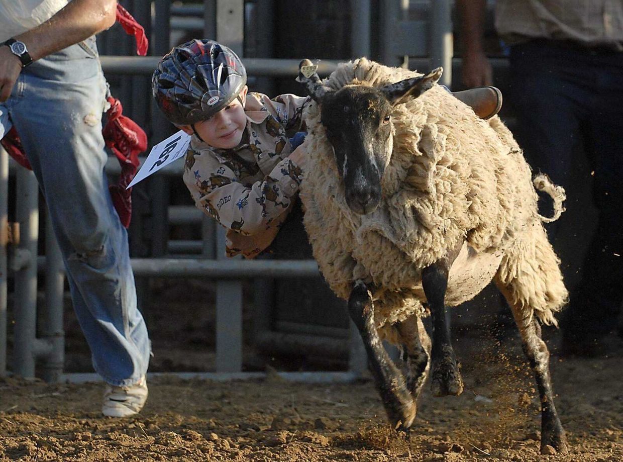 Mutton Busting