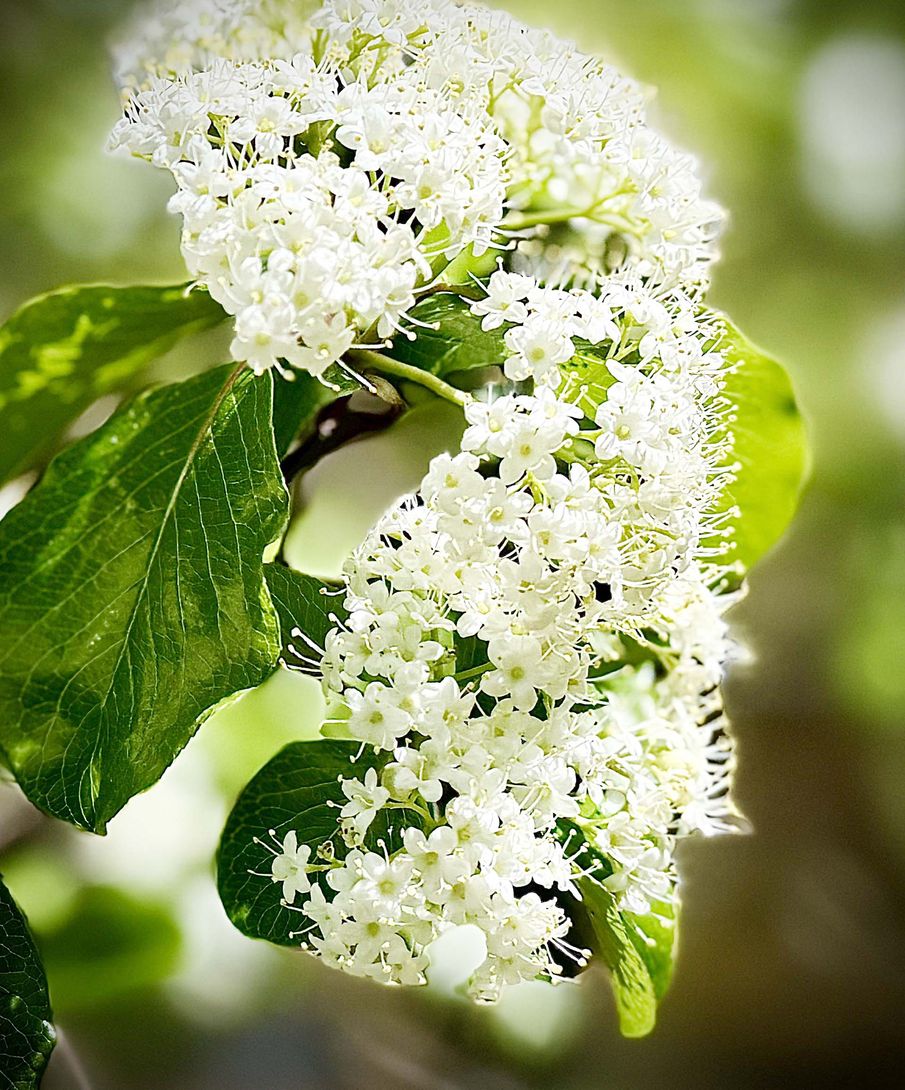 Through the Woods: Beautiful flowers of the black haw