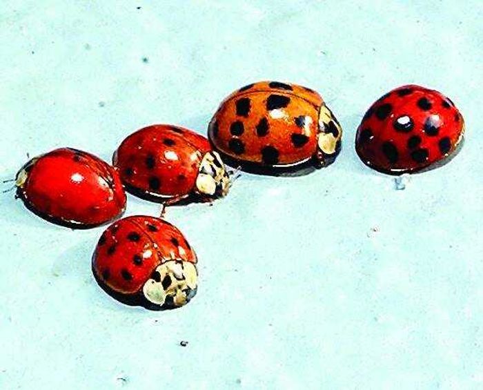 Asian ladybird beetles swarming Southeast Missouri