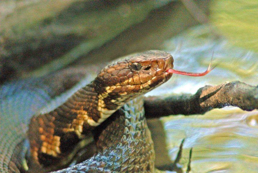 Cottonmouth snake will defend self if provoked by humans