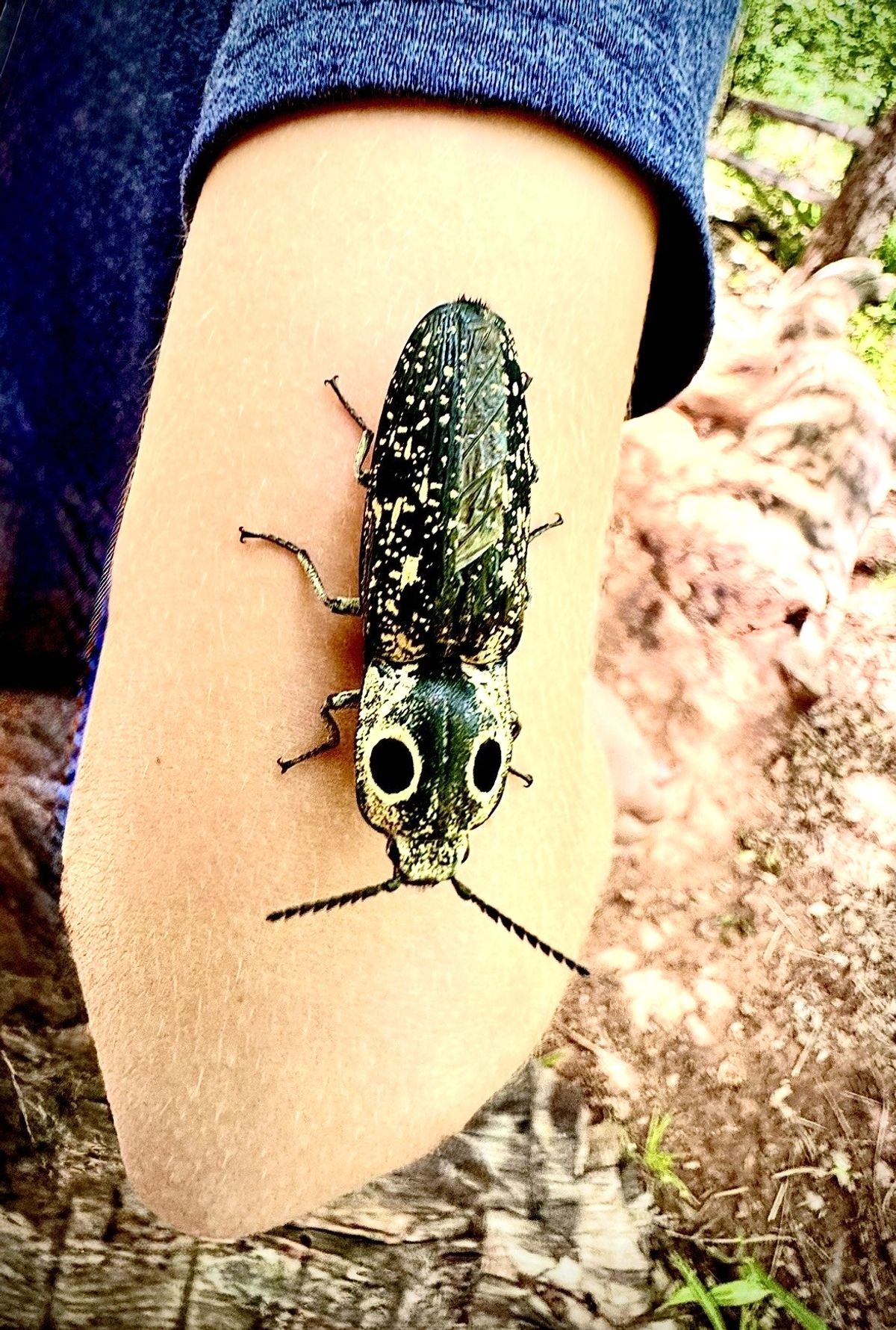 Through the Woods: Those are not its eyes