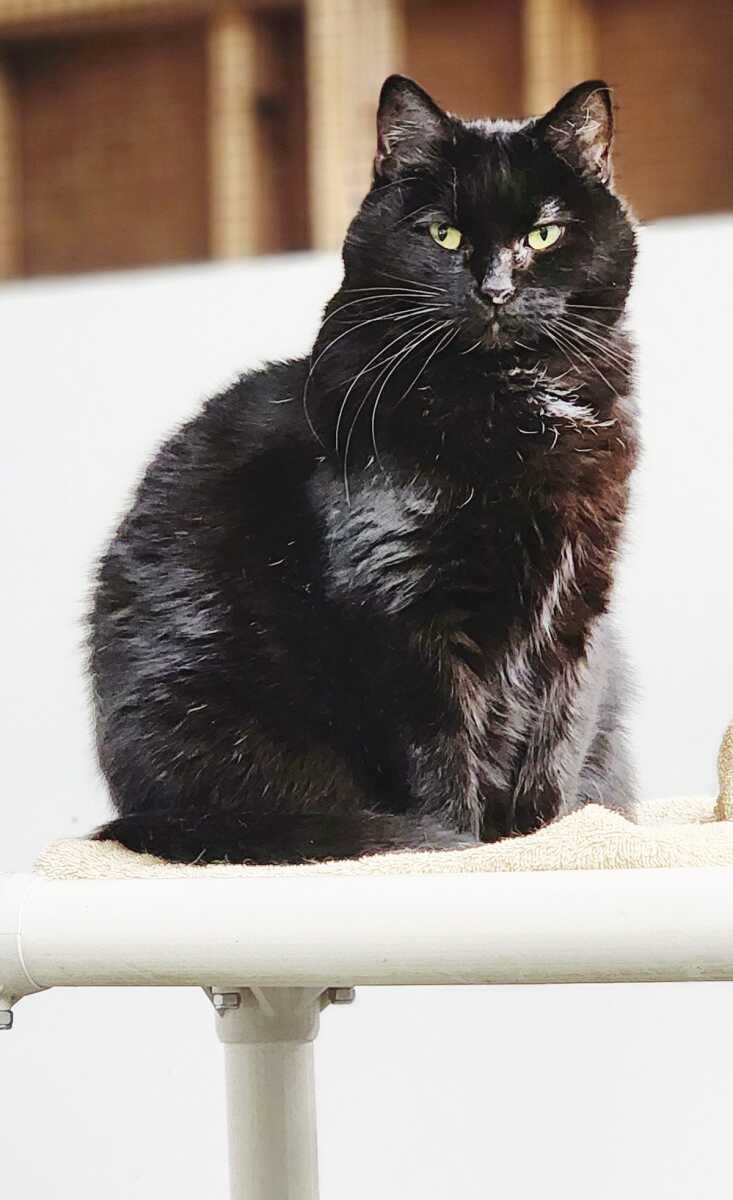 Adopt Zafrina 11-5-23