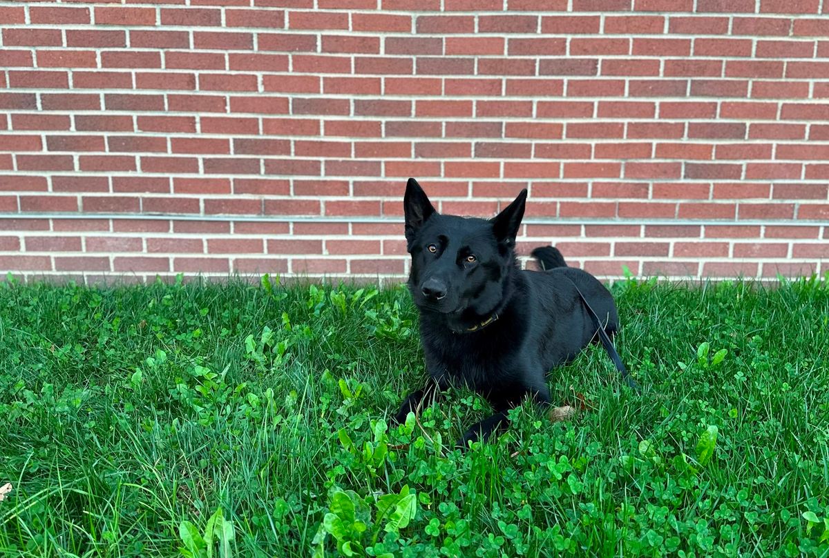 Cape Police Department highlights K9's role in drug bust