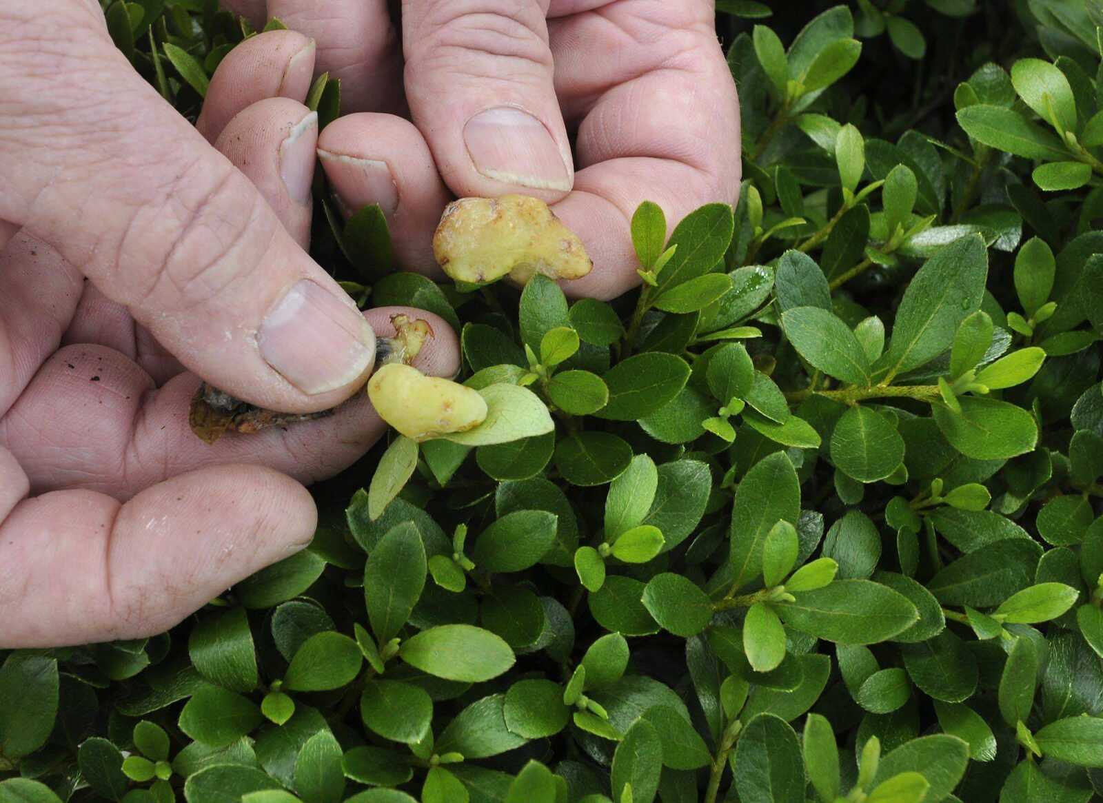 How to treat azalea leaf gall
