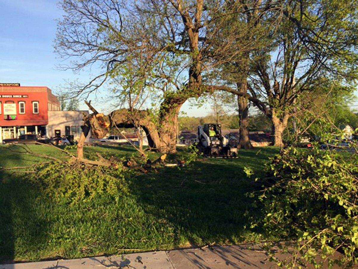 'Hanging tree' in county courthouse square taken down
