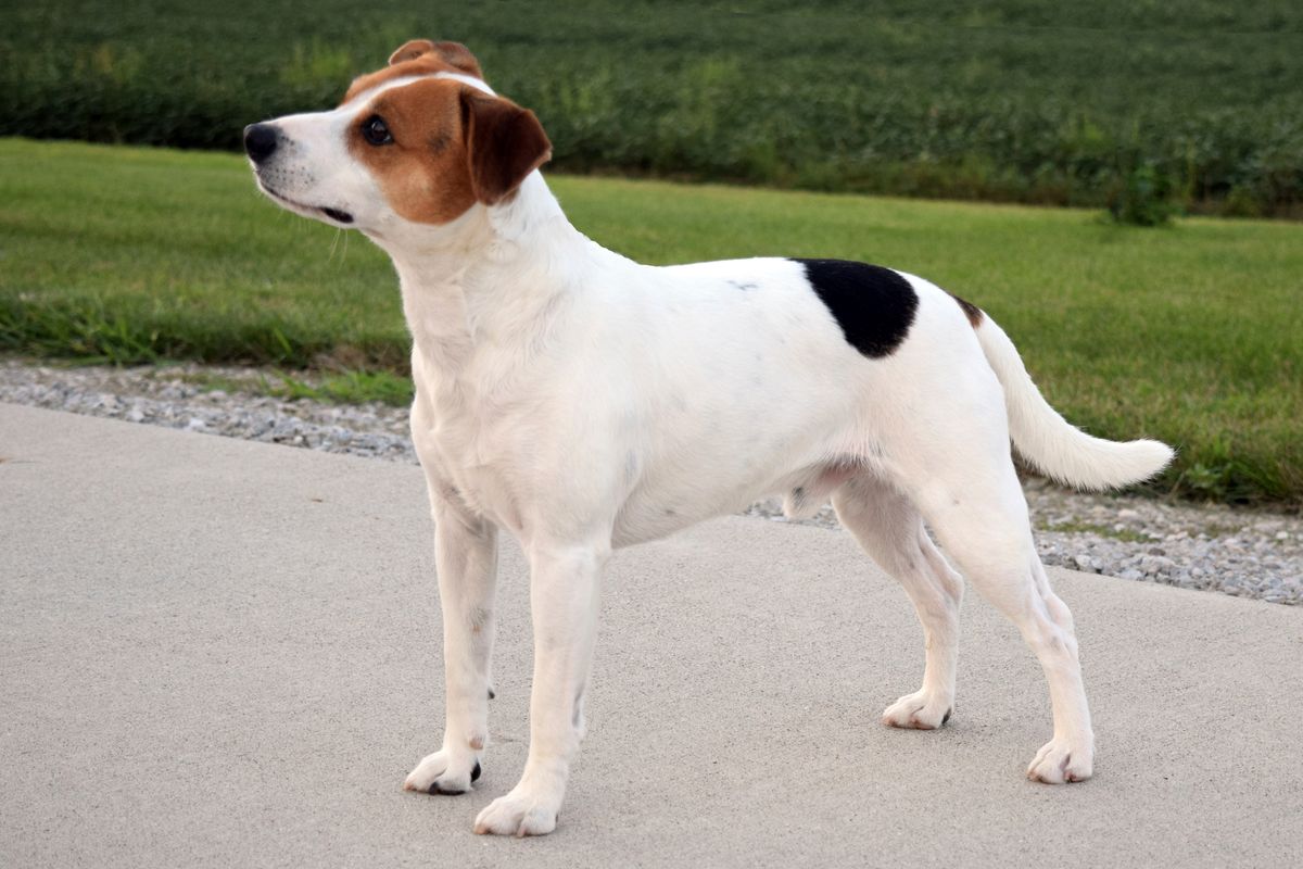 Meet the Danish-Swedish farmdog, the newest breed in the American Kenn...