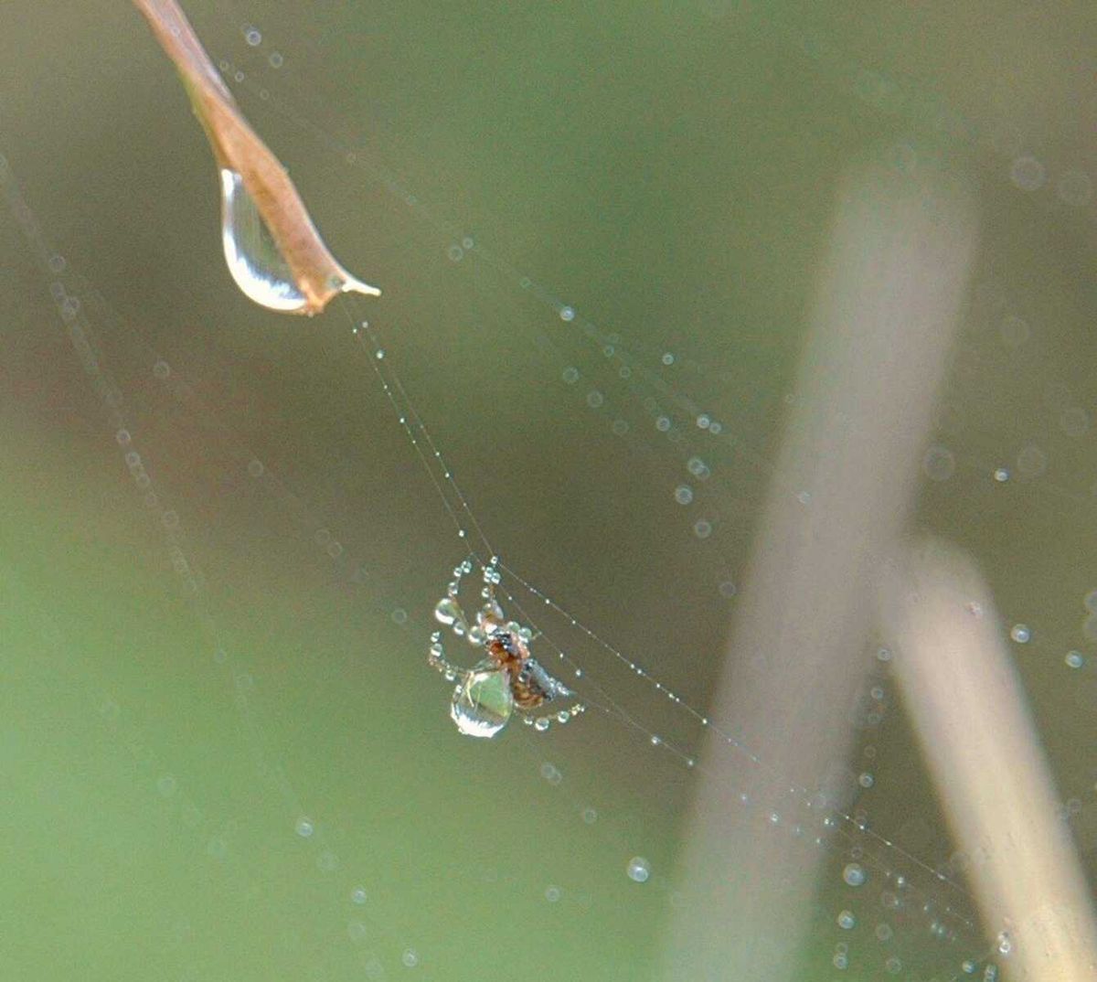 The itsy-bitsy spider hard at work