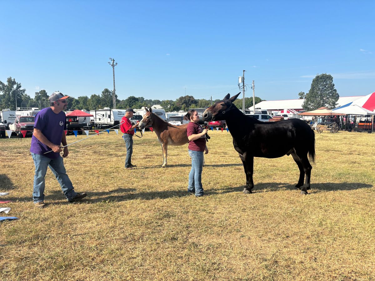 Photo gallery: Livestock exhibitions and competitions at the SEMO Dist...