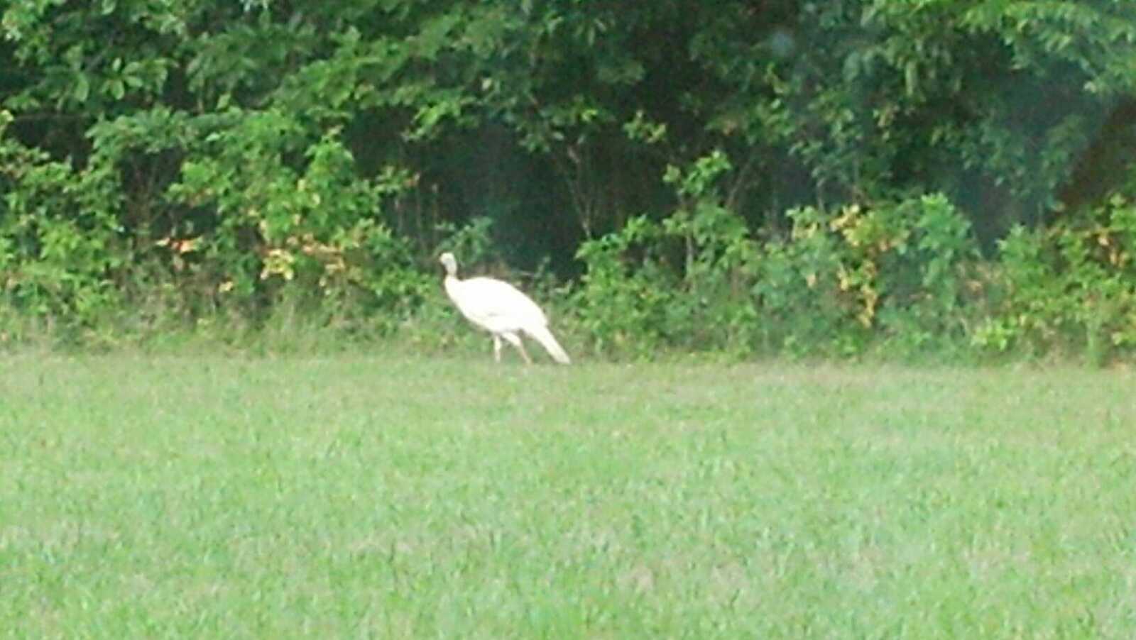 Albino Turkey