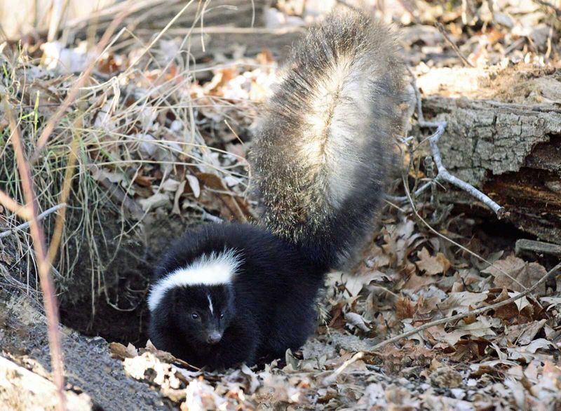 Striped skunk without a stripe