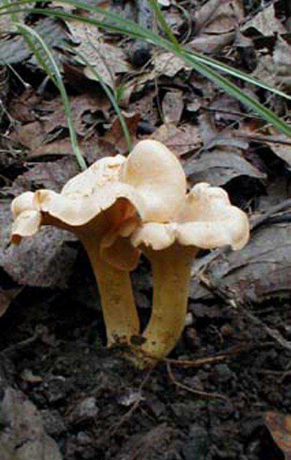 Missouri forests full of mushrooms for hunting
