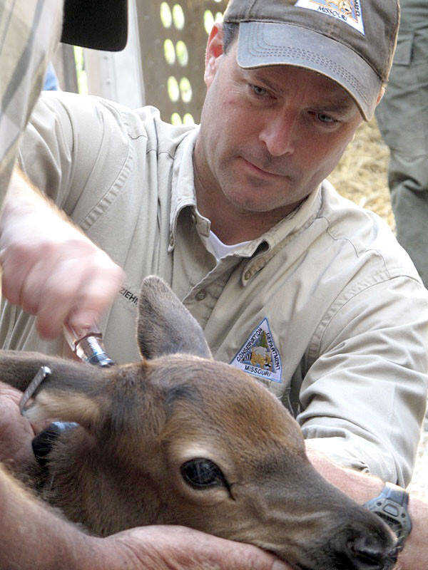 Elk arrival to Peck Ranch Conservation Area