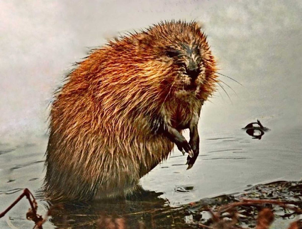 Is this a beaver?