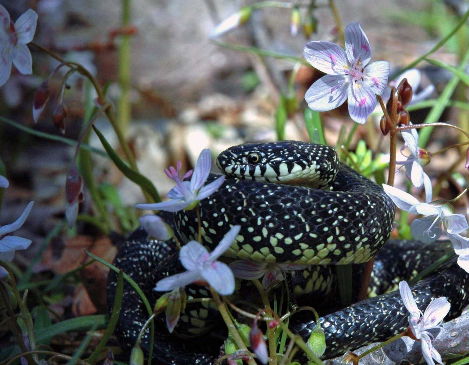 Spring brings arrival of snakes, flowers