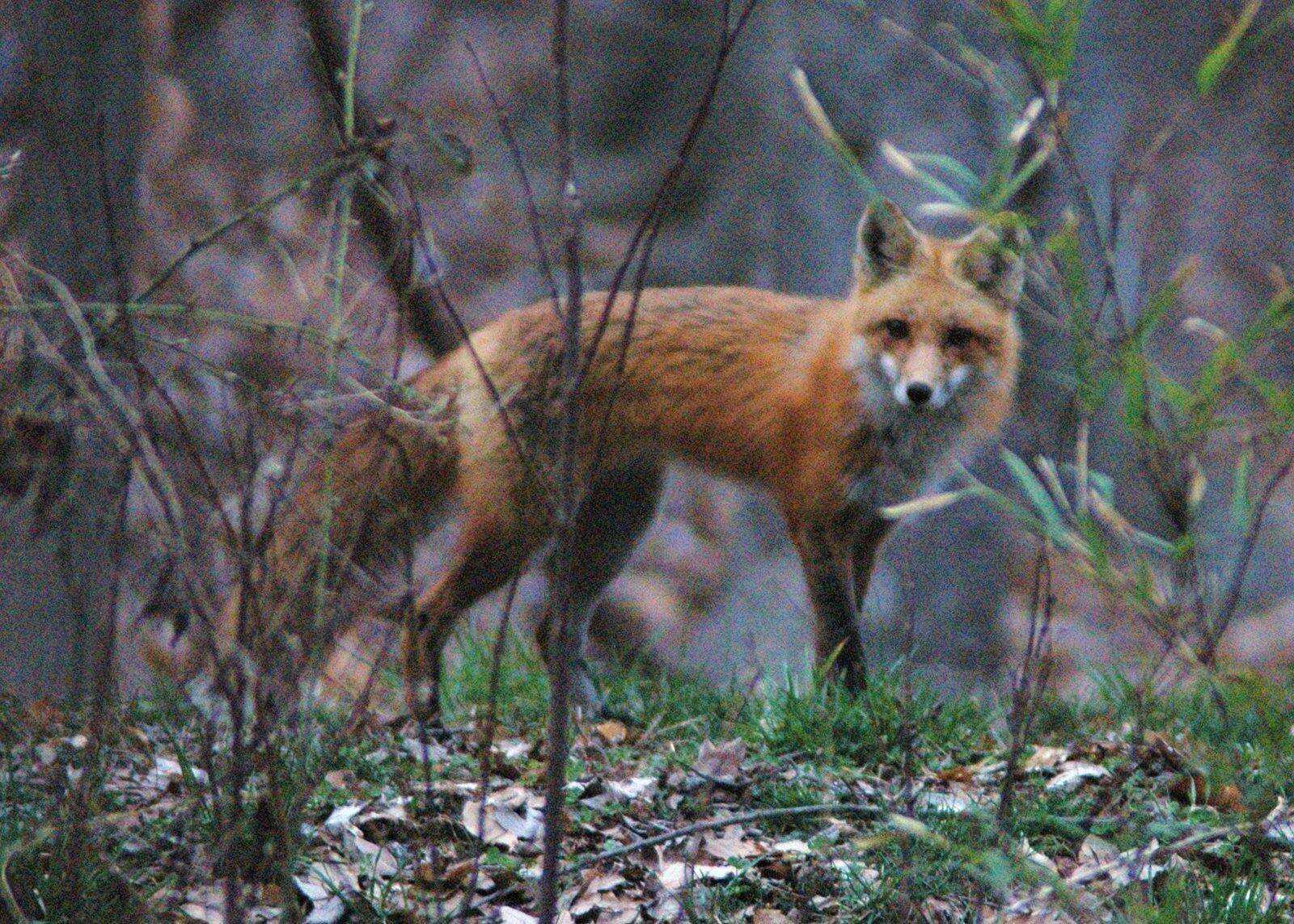 The wily red fox is a true survivor
