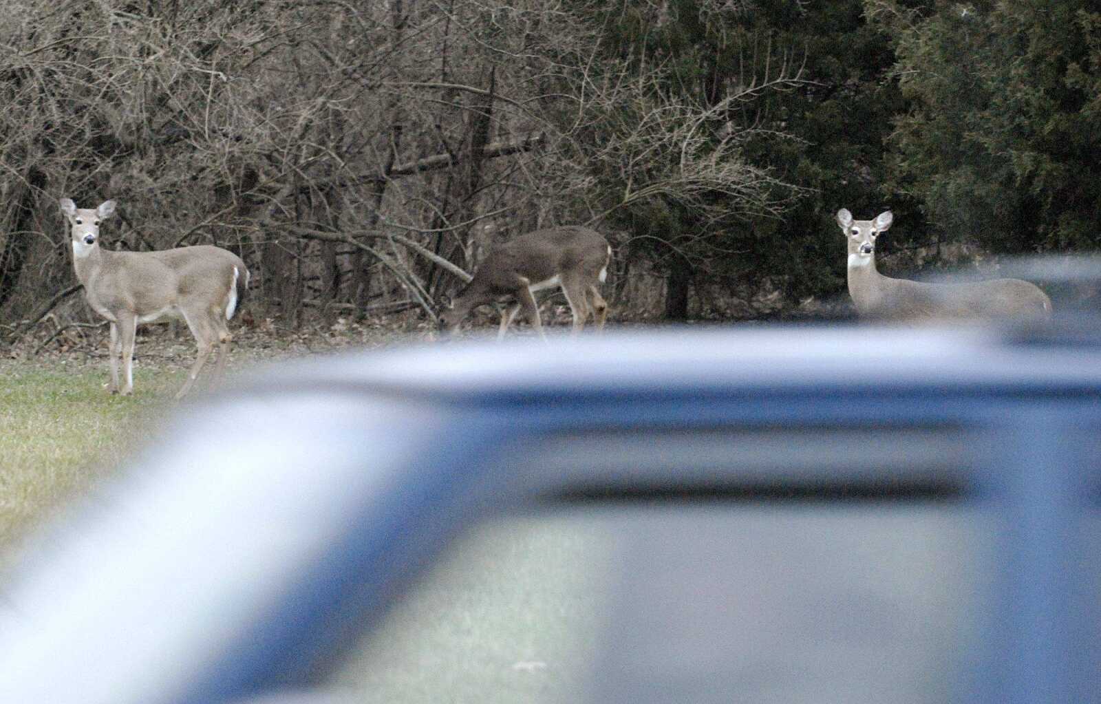 Meeting of group against urban deer hunting draws 30