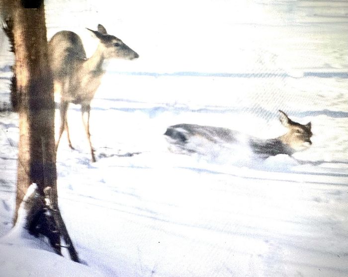 Through the Woods: And you thought she was nice