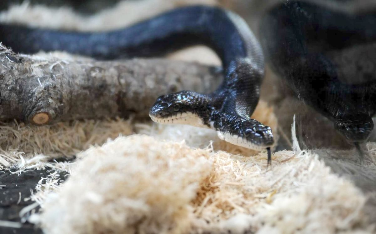 Conservation Nature Center to host anniversary, conjoined snake retire...