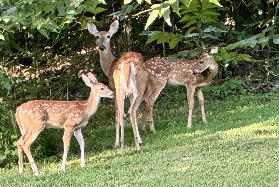 Through the Woods: Be watchful!