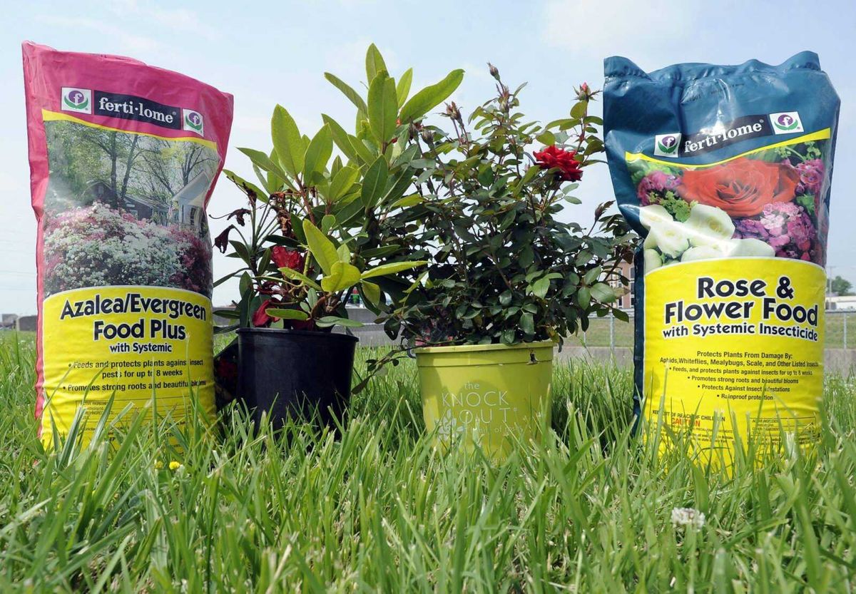 Fertilize to boost the blooms of roses, azaleas