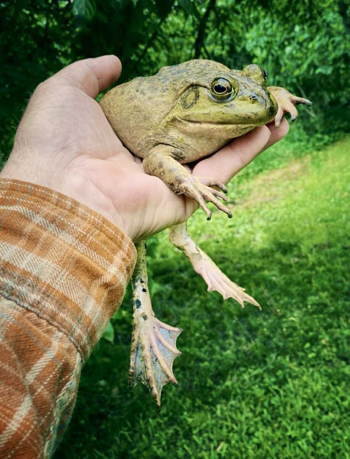 A Missouri state symbol