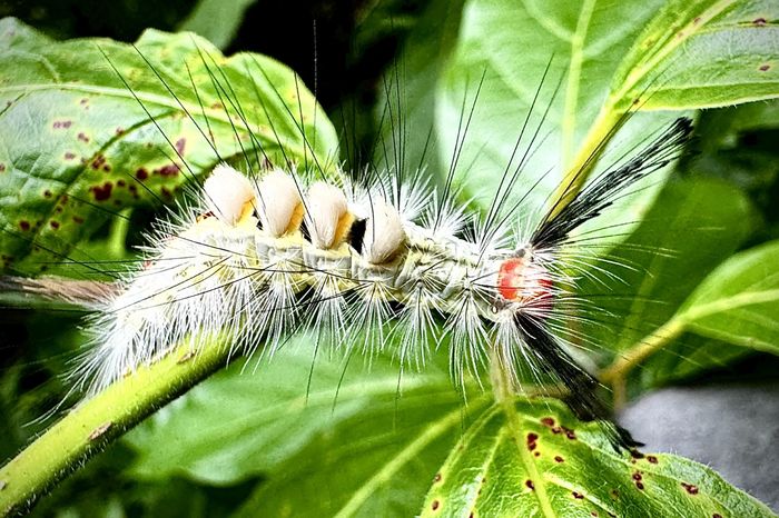 Through the Woods: Look but don't touch