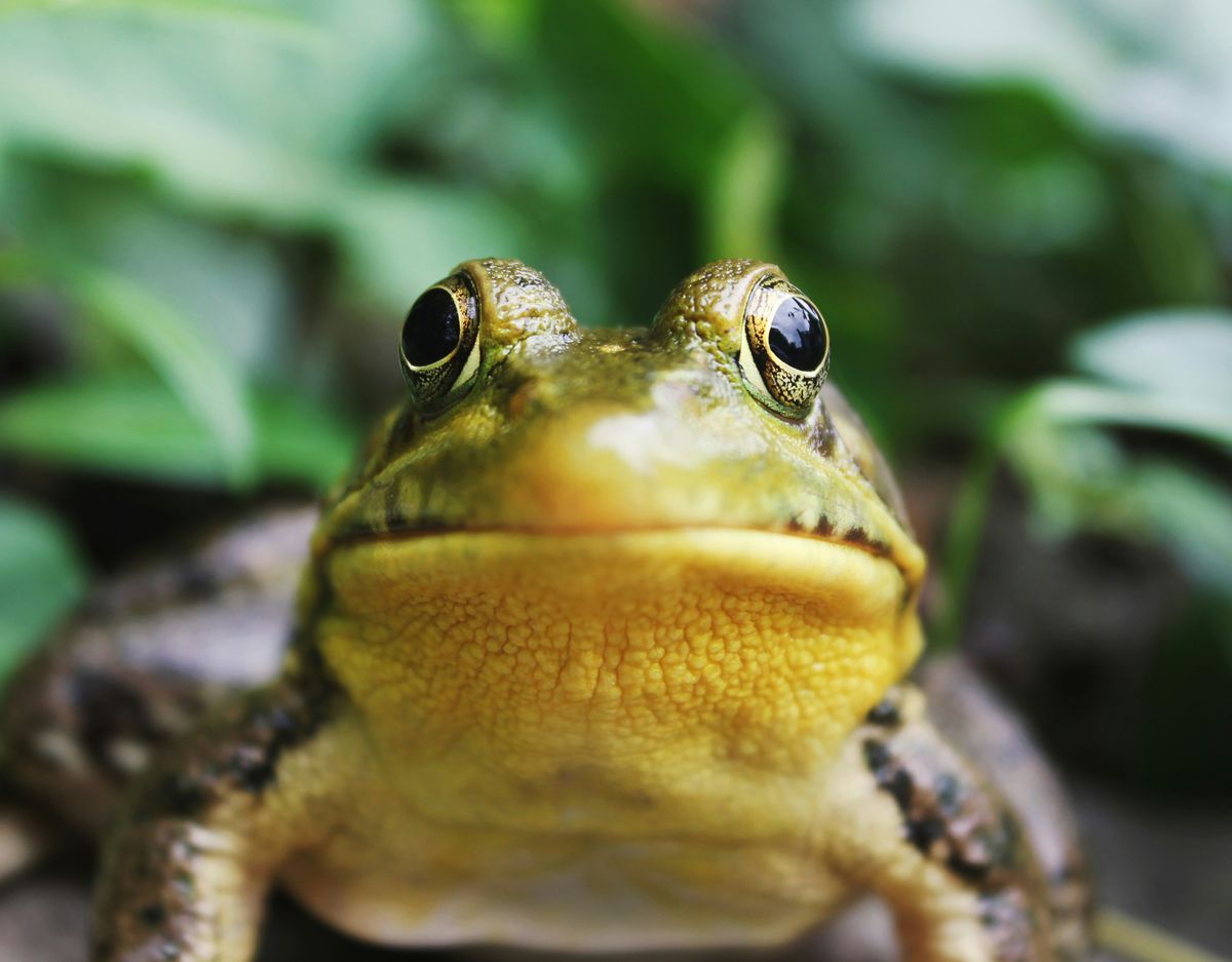 Conservation Column: Listen for the Spring Peepers